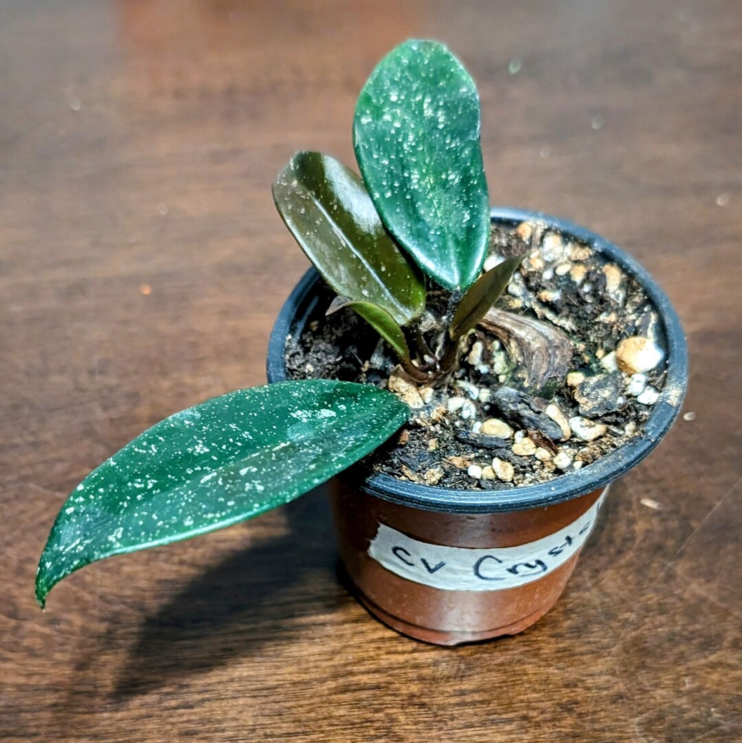 Hoya Cv. Crystal, Exact Plant, 3 Pot Size - Etsy