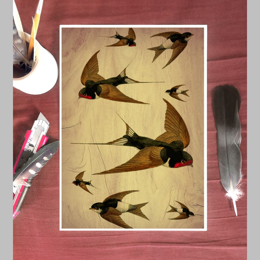 Swallows Wall Art - Eclectic Decor, Bird Print, Nature Lovers, Vintage ...