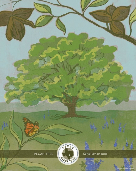 Illustrated Texas State Tree Print | Etsy