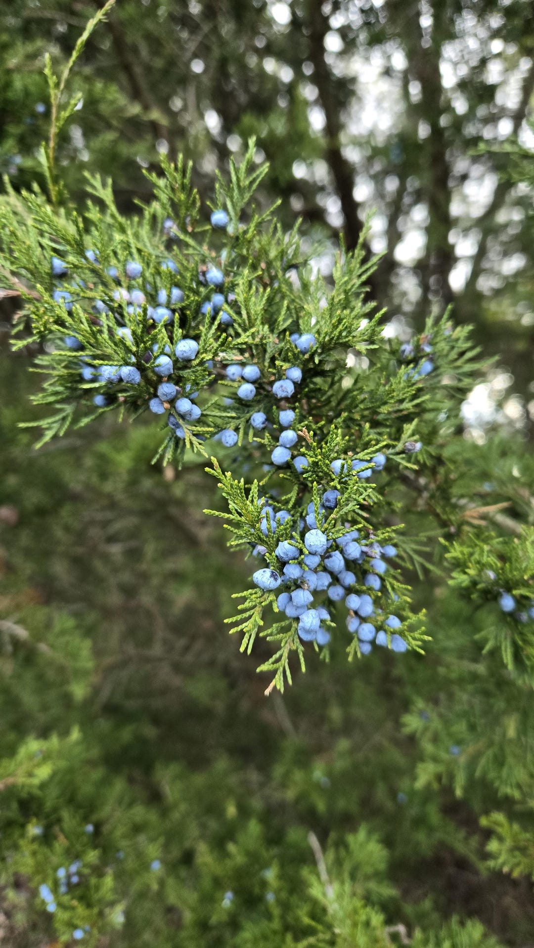 Eastern Red Cedar Berries Elixir - Etsy