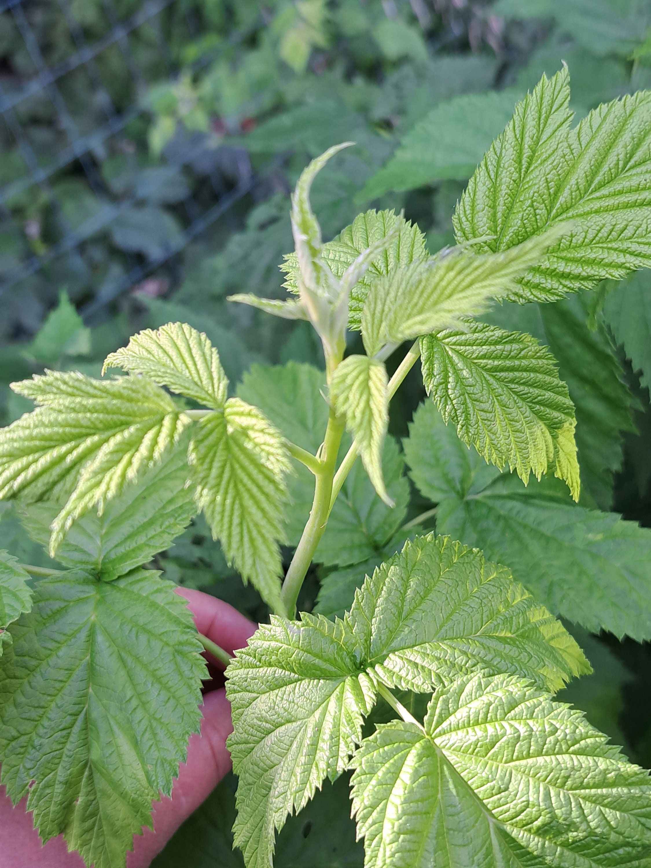 Anne Yellow Raspberry Plant - Etsy