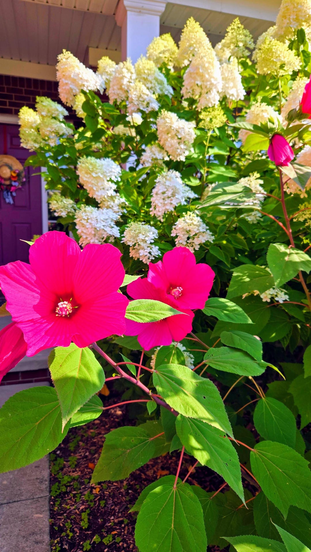 Heirloom Hot Pink Swamp Rose Mallow Hibiscus Seeds - Etsy