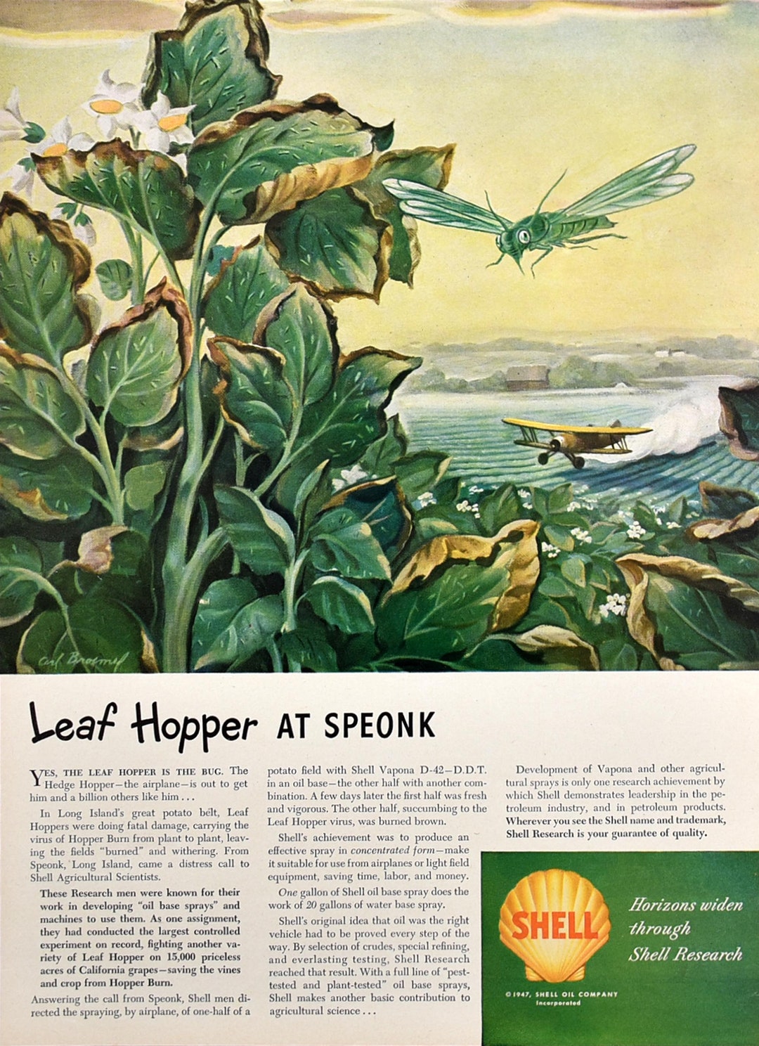 1947 Hedge Hopper Airplane, Potato Plant Art, Entomologist Gift, Shell ...