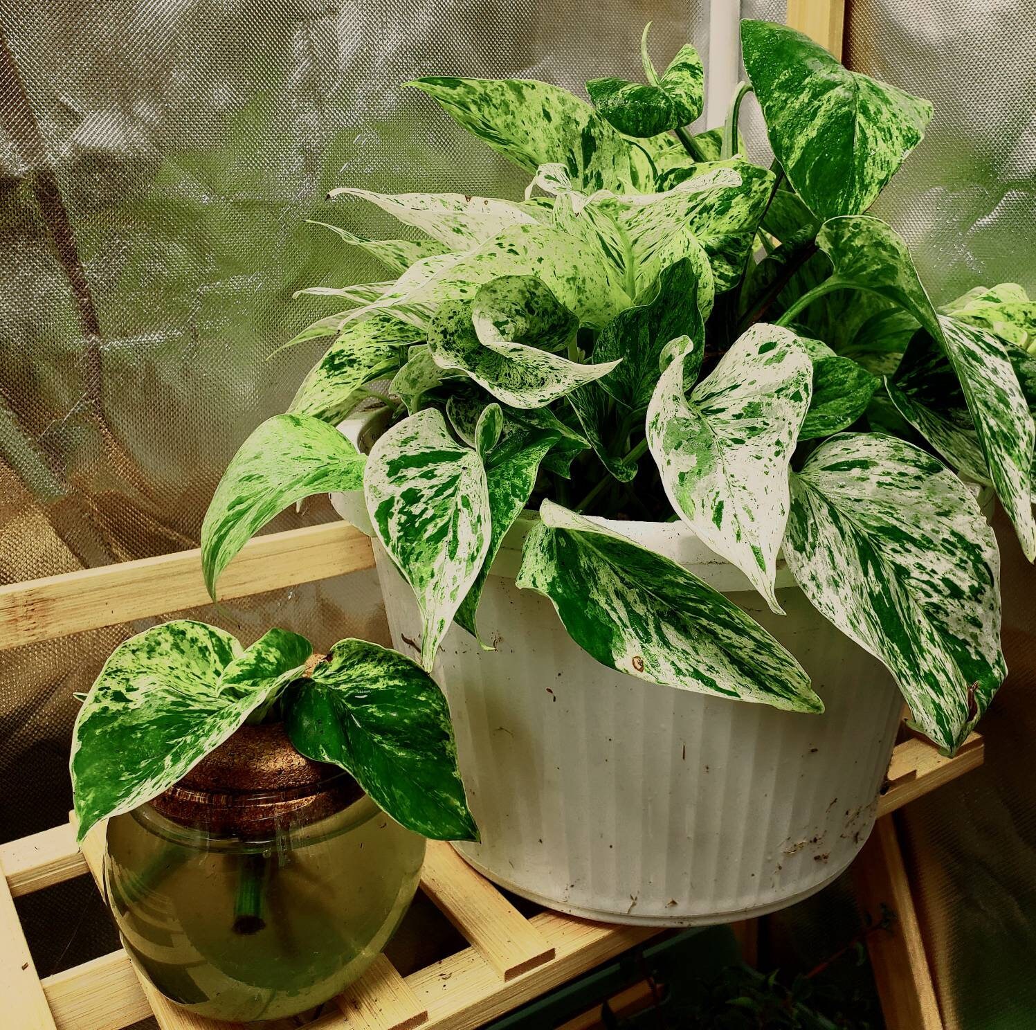 Pothos Marble Queen Cuttings - Etsy