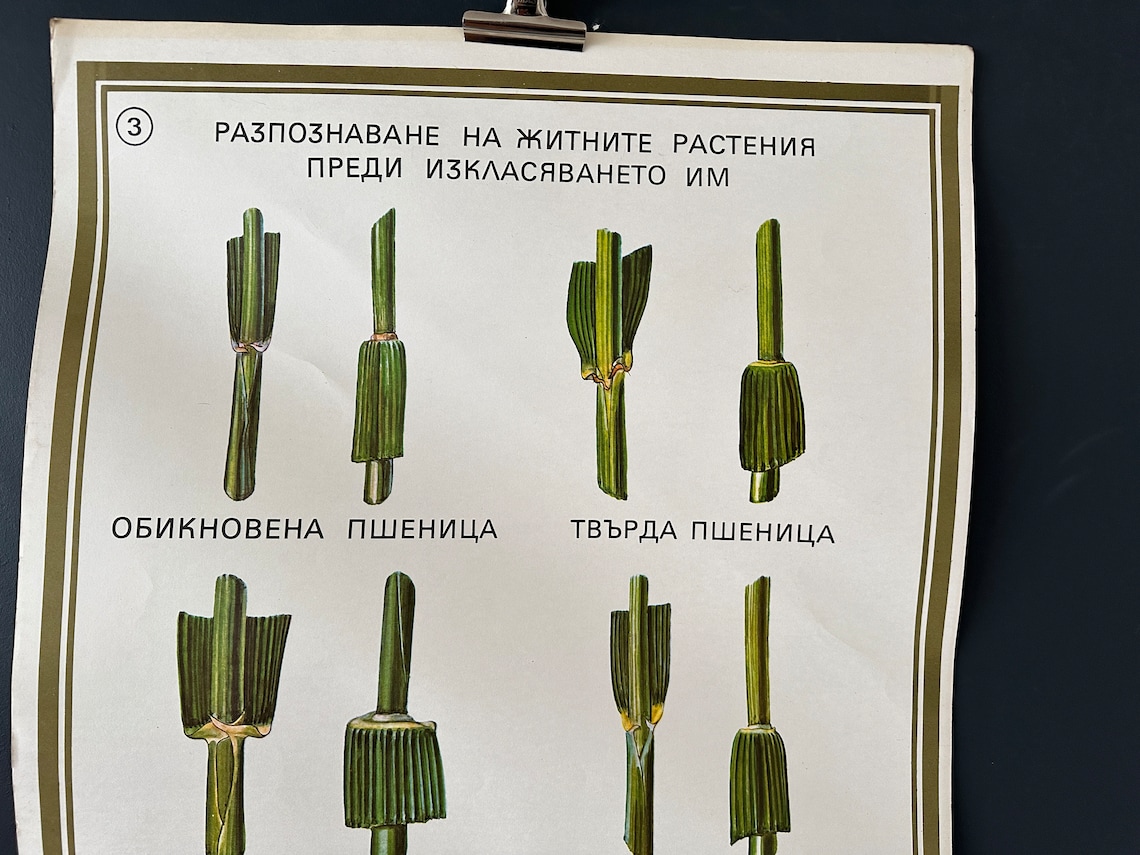 WHEAT Botanical Poster 1970's University School Learning Educational ...