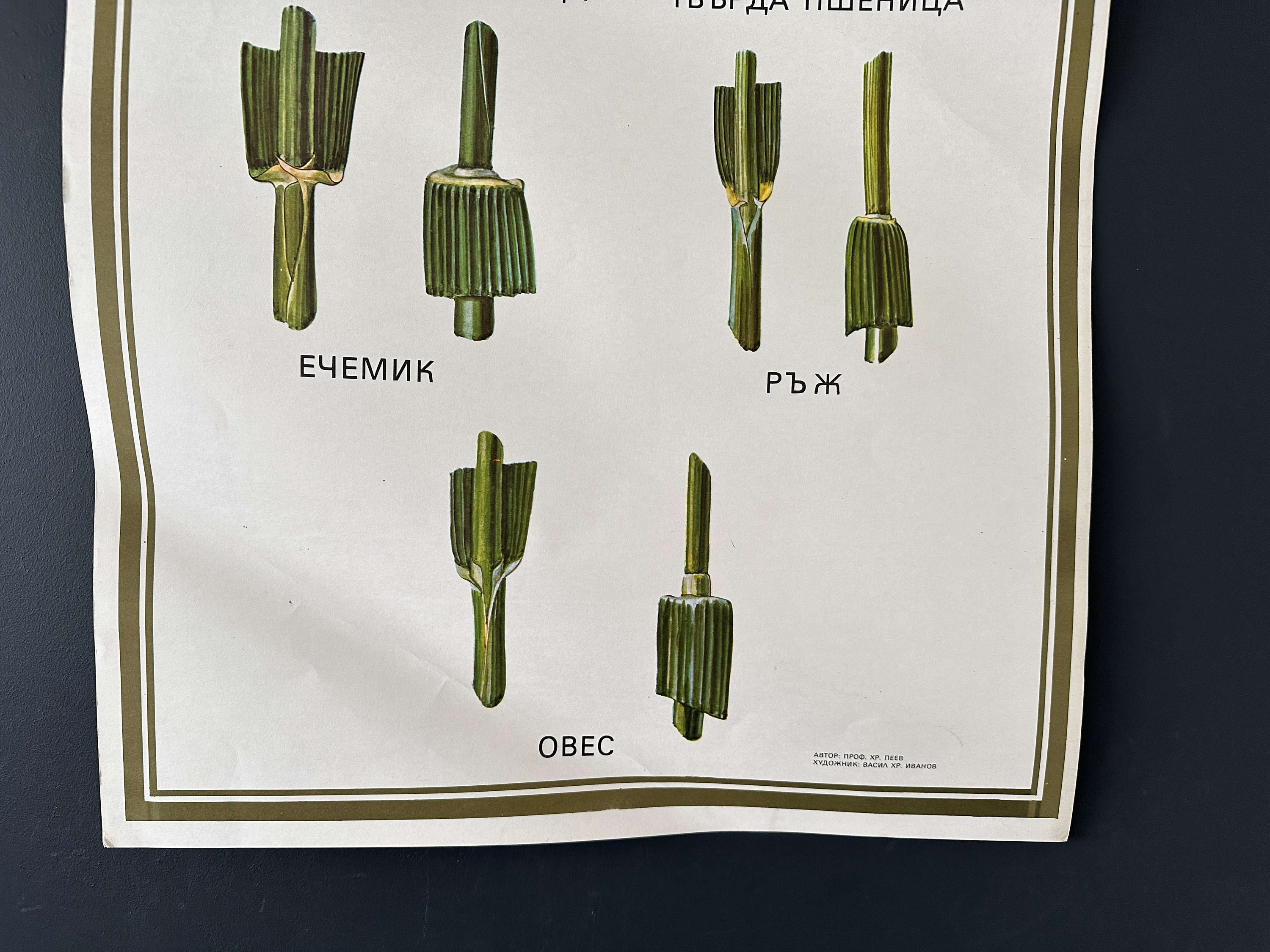 WHEAT Botanical Poster 1970's University School Learning Educational ...