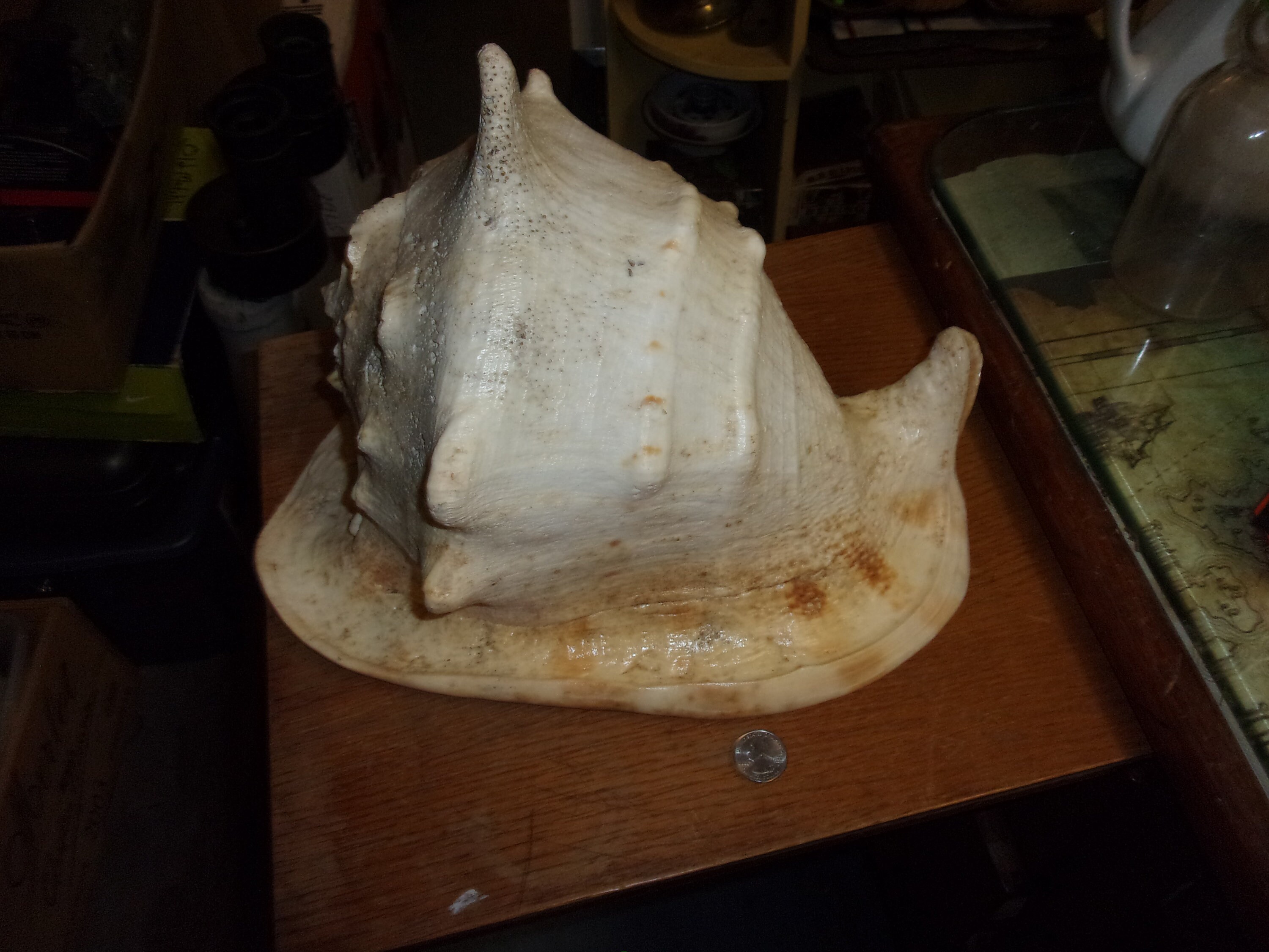 Huge, Rare Queen Conch Helmet Shell Natural 13 1/2" by 9 1/2" - Etsy