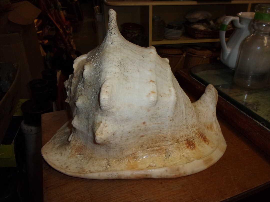 Huge, Rare Queen Conch Helmet Shell Natural 13 1/2" by 9 1/2" - Etsy