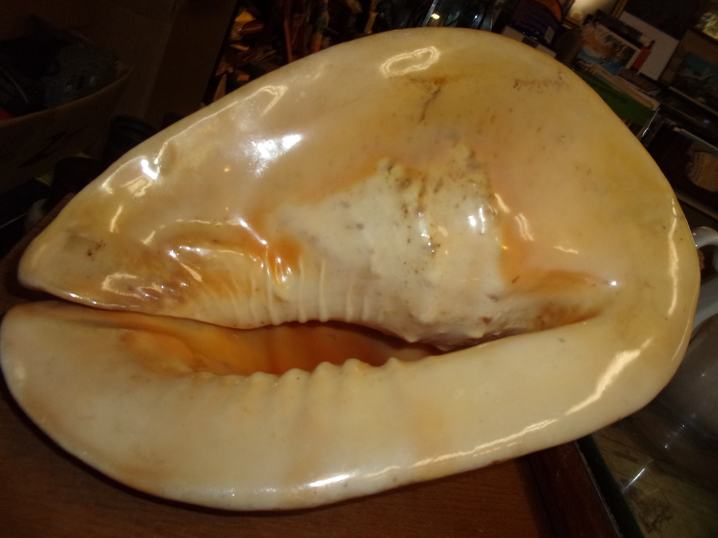 Huge Rare Queen Conch Helmet Shell Natural 13 1/2 by 9 - Etsy