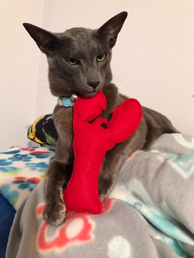 Lobster Catnip Cat Toy large lobster cat Toy lobster Cat | Etsy