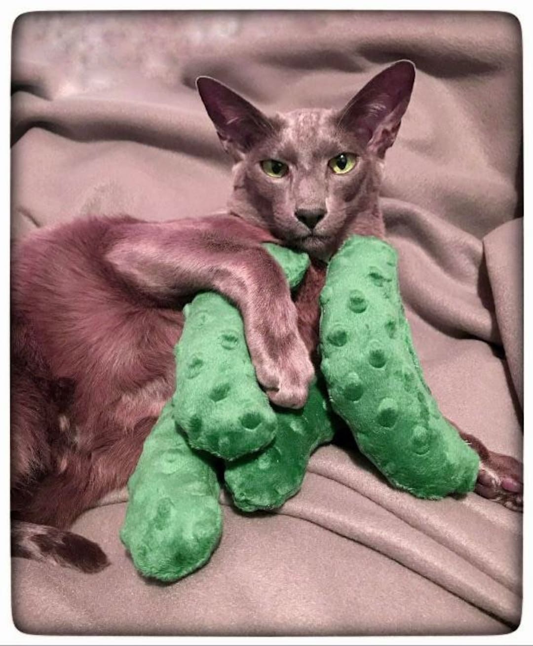 Pickle Catnip Cat Toy, Minky Fabric Pickle Catnip Toys, Catnip Filled ...