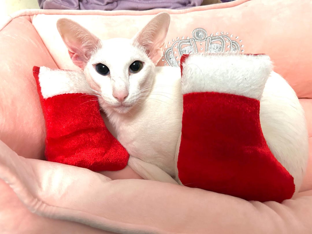 Christmas Santa Stocking Catnip Cat Toy 5 Inches - Etsy