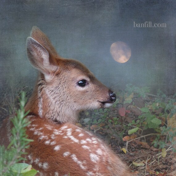 Dreamy Fawn Photograph. Fairytale Fawn Art. Animal Portrait | Etsy