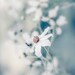 Daisy Print, Floral Print, Floral Wall Art, Blue Wall Art, Blue Print ...