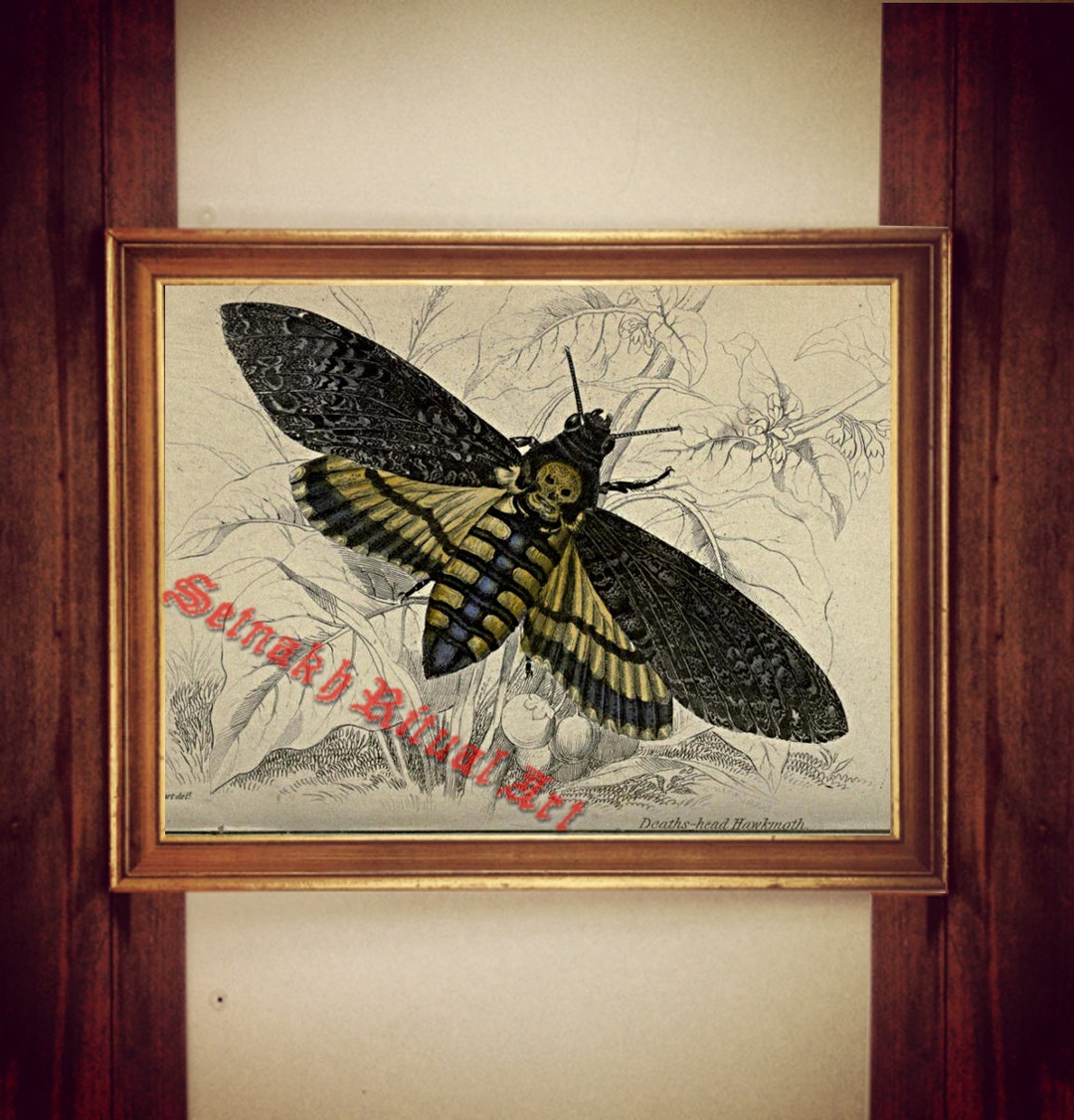 Skull Moth Print, Moth Poster, Skull Moth Illustration, Moth Wall Decor ...