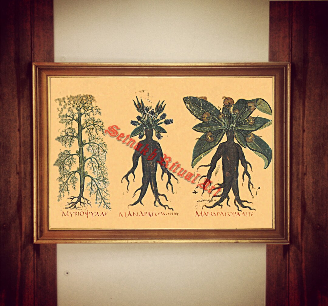 214# Mandrake Print, Witch Plant Illustration, Mandragora Poster ...