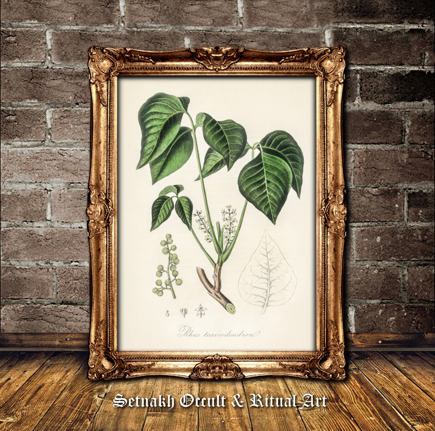 Poison Ivy art print herbs used in witchcraft poster wiccan | Etsy