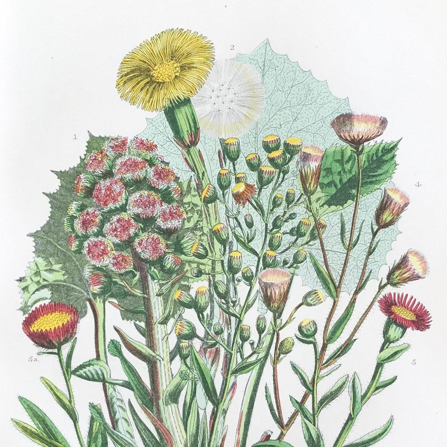 Botanical Print-1905-Soccory-Burdock-Anne Pratt-Chromolithograph ...