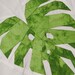 Foundation Paper Pieced, Cheese Plant, Quilt Block, Monstera Leaf, Palm ...