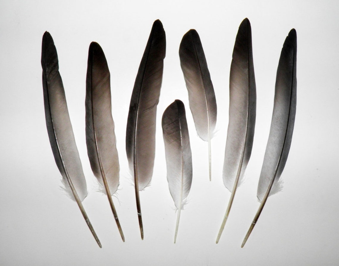 7 plumas naturales paloma beige gris plumas de pájaro real | Etsy