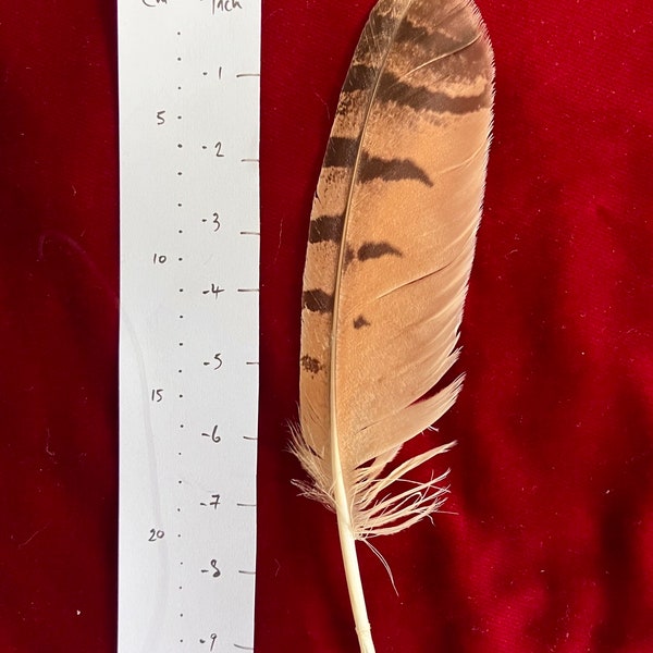 Eagle Feather Smudge - Etsy