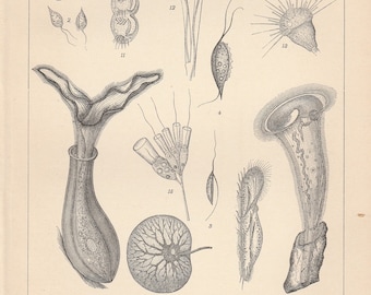 Antique Zoology Biology - Etsy