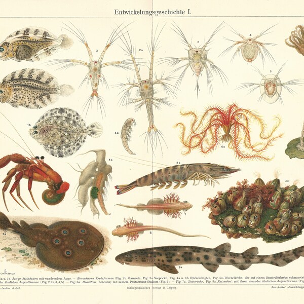 Biology Print - Etsy