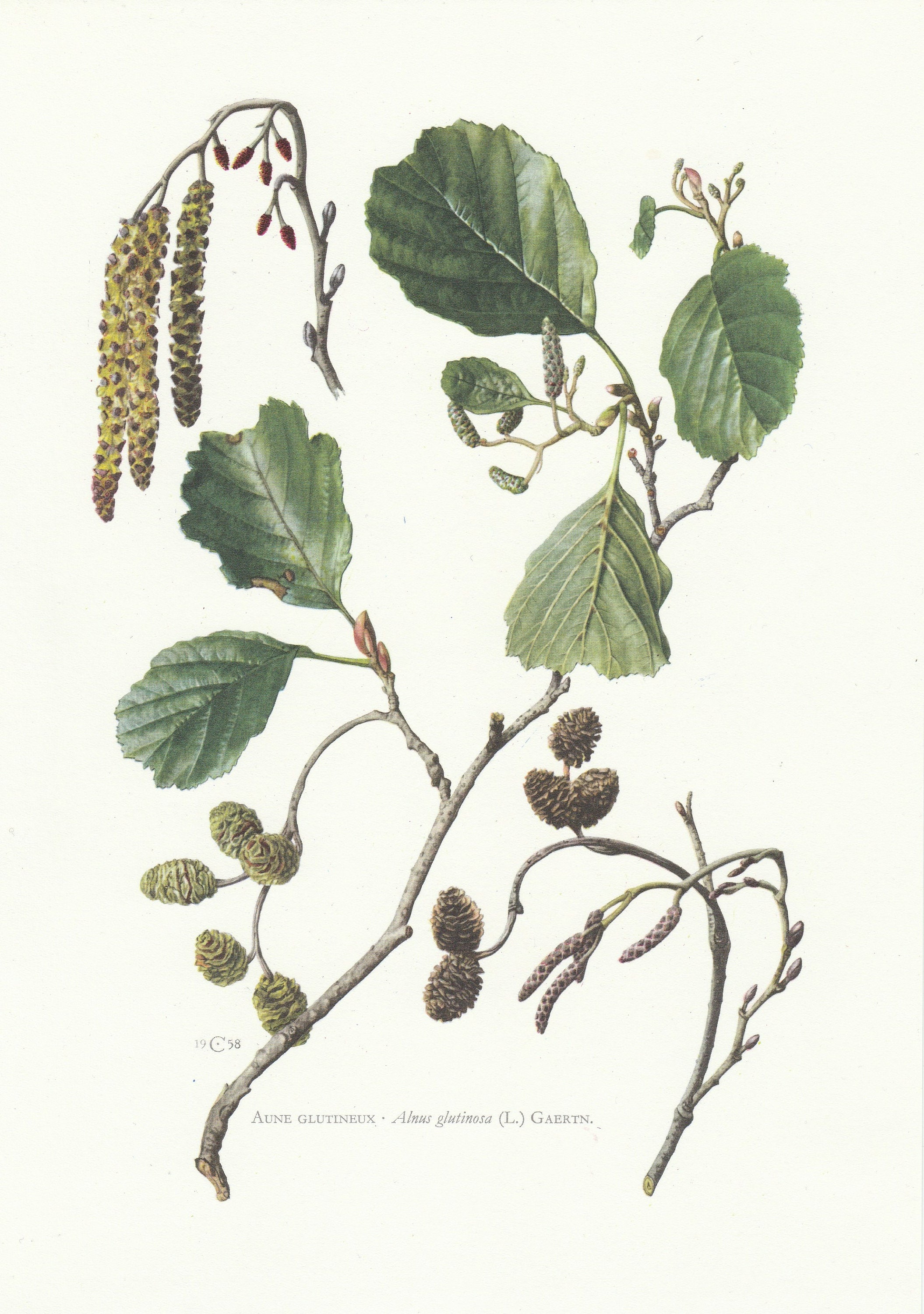 1959 Common Alder alnus Glutinosa Vintage Botanical Print Original ...