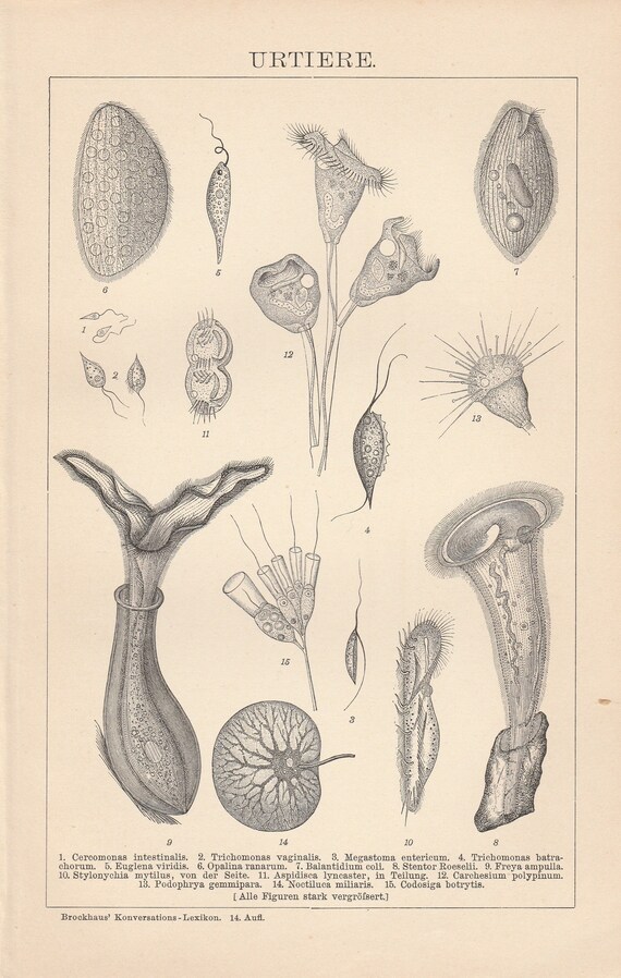 1893 Primordial Animals Biology Antique Engraving Original - Etsy