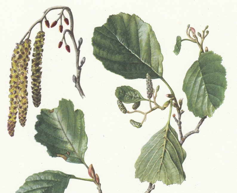 1959 Common Alder alnus Glutinosa Vintage Botanical Print Original ...