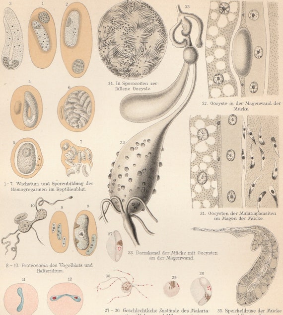 Plasmodium Drawing