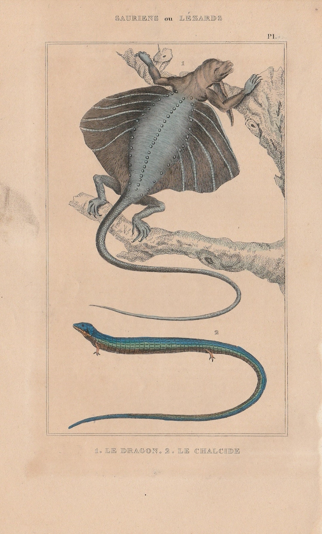 1850 Lizards Reptiles Flying Dragon Bedriaga's Skink Antique Hand ...