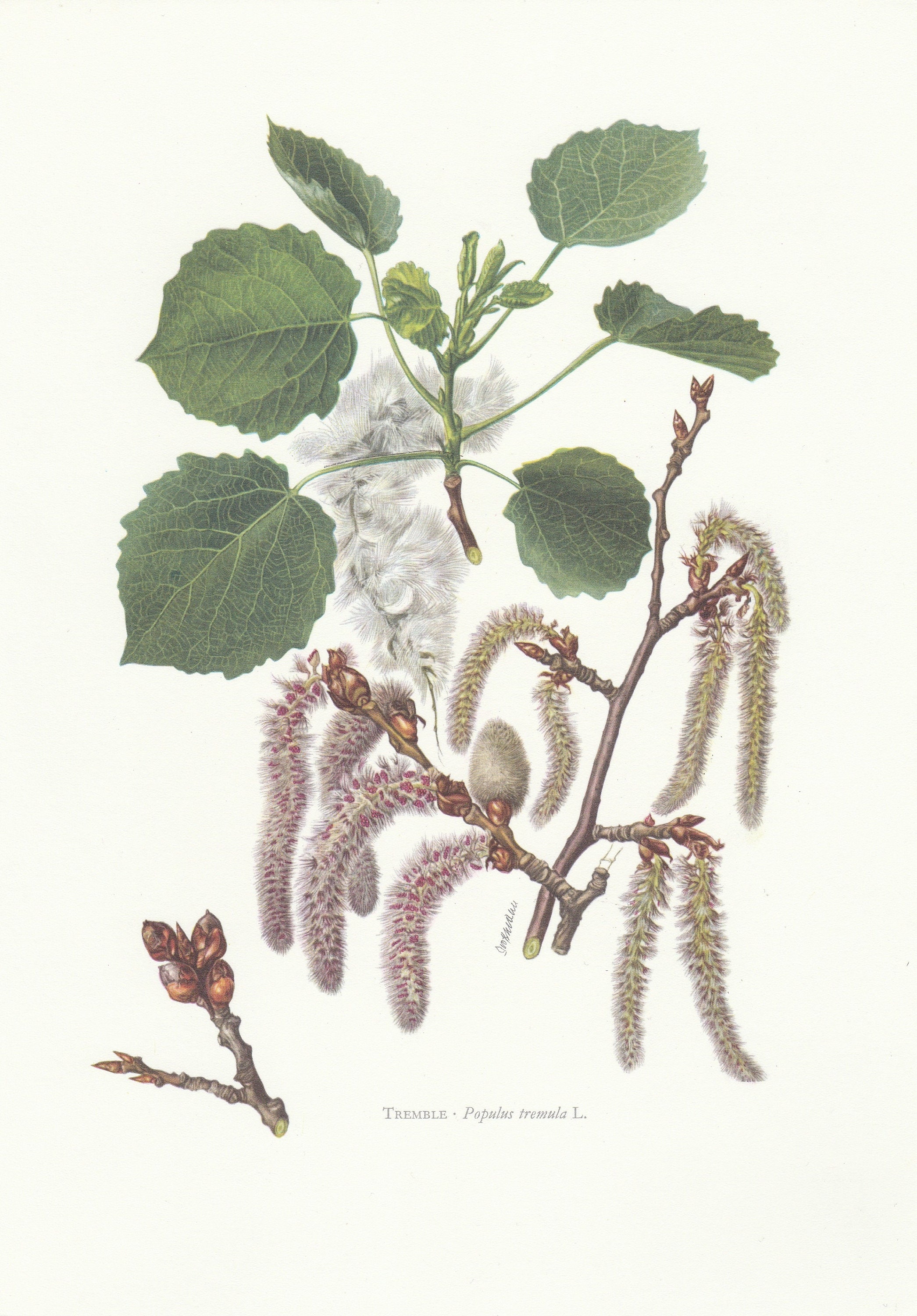1959 Common Aspen populus Tremula Vintage Botanical Print Original ...