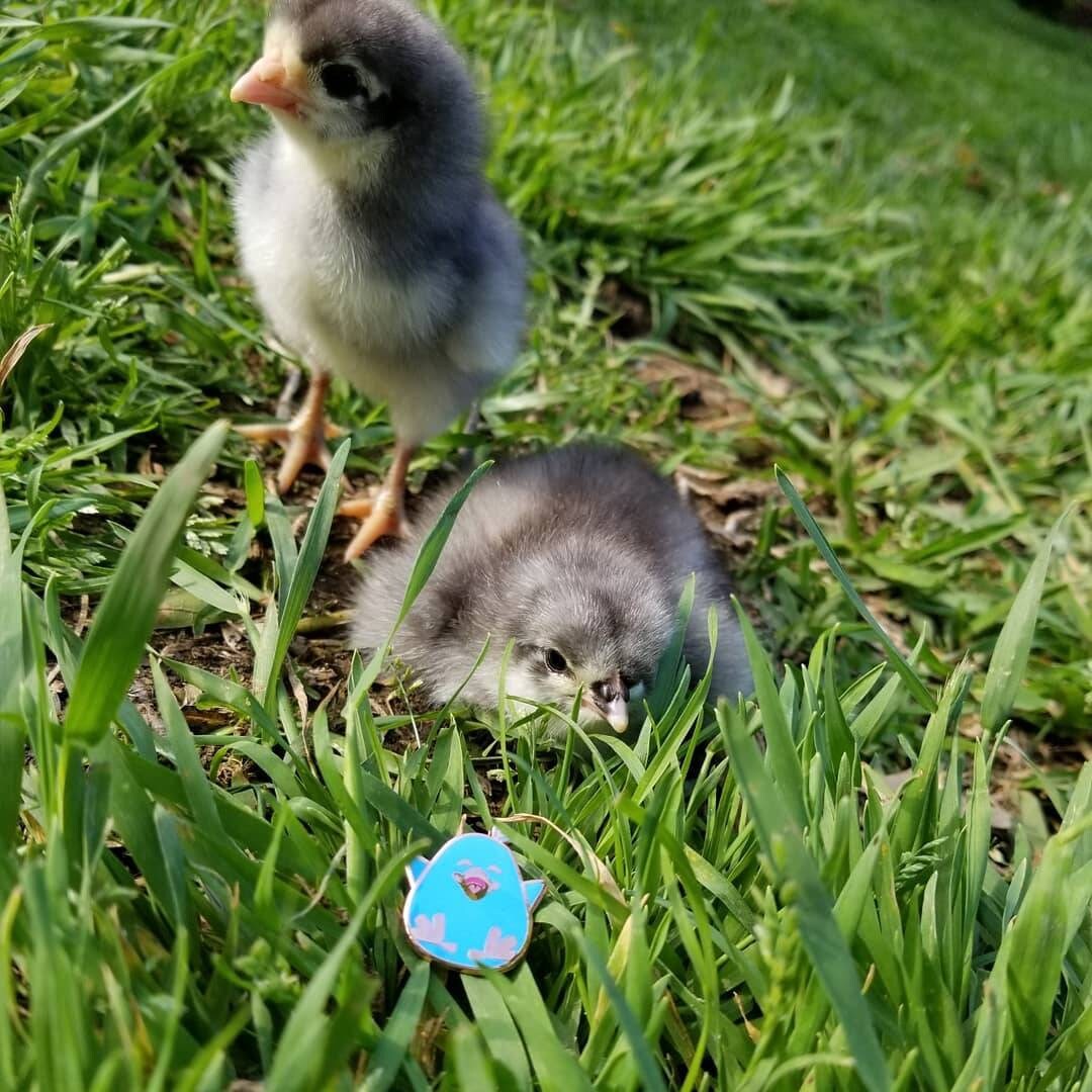Bright Blue Baby Chicken Happy Chick Rose Gold Hard Enamel - Etsy UK