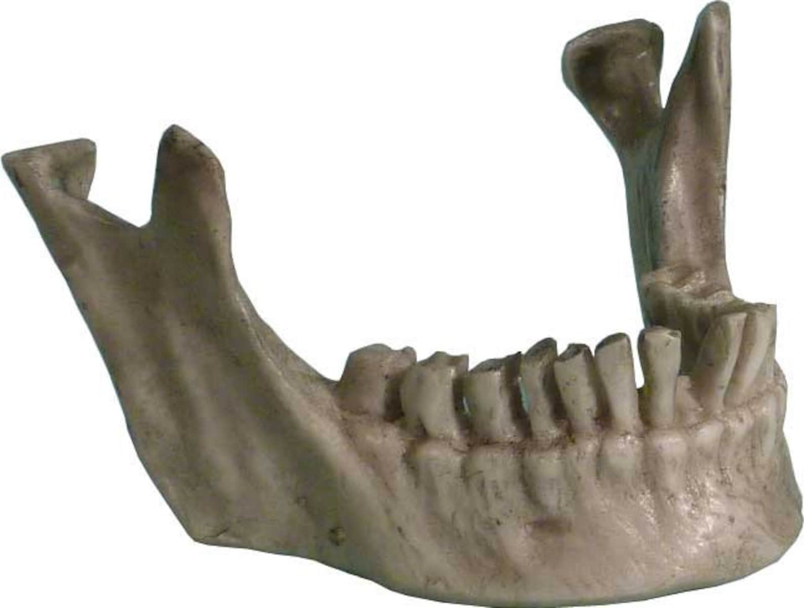 Authentic Human Mandible - Jaw Replica Relic Life Size Name Card Holder ...