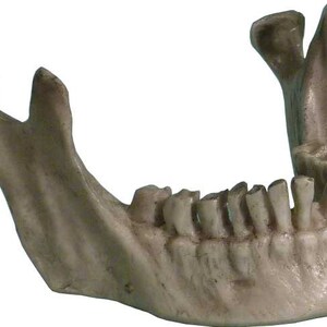 Authentic Human Mandible - Jaw Replica Relic Life Size Name Card Holder ...