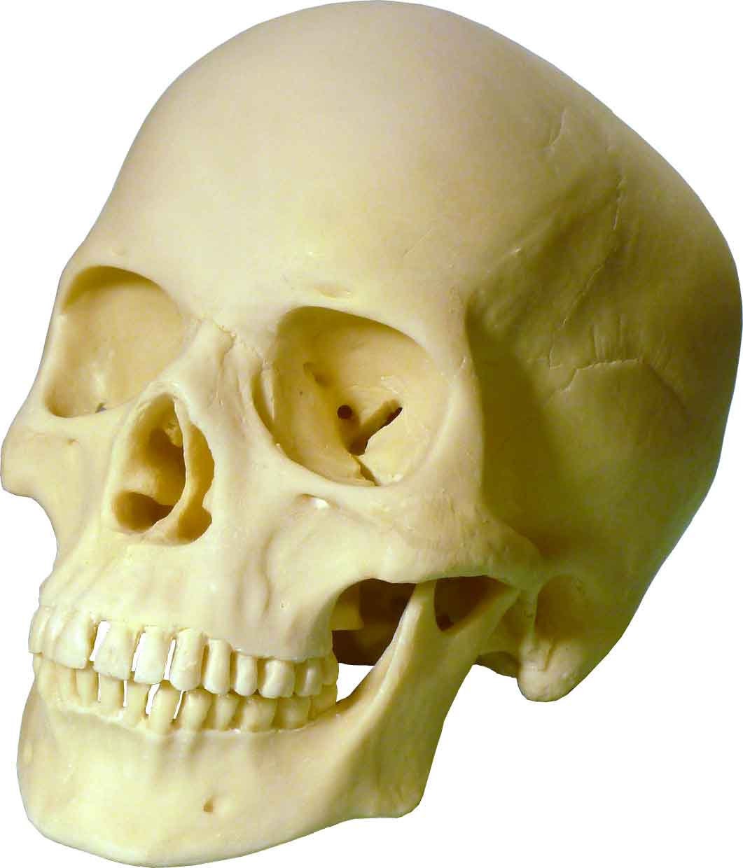 Real Human Skull Front View