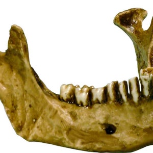 Authentic Human Mandible Jaw Replica Relic Life Size Name - Etsy
