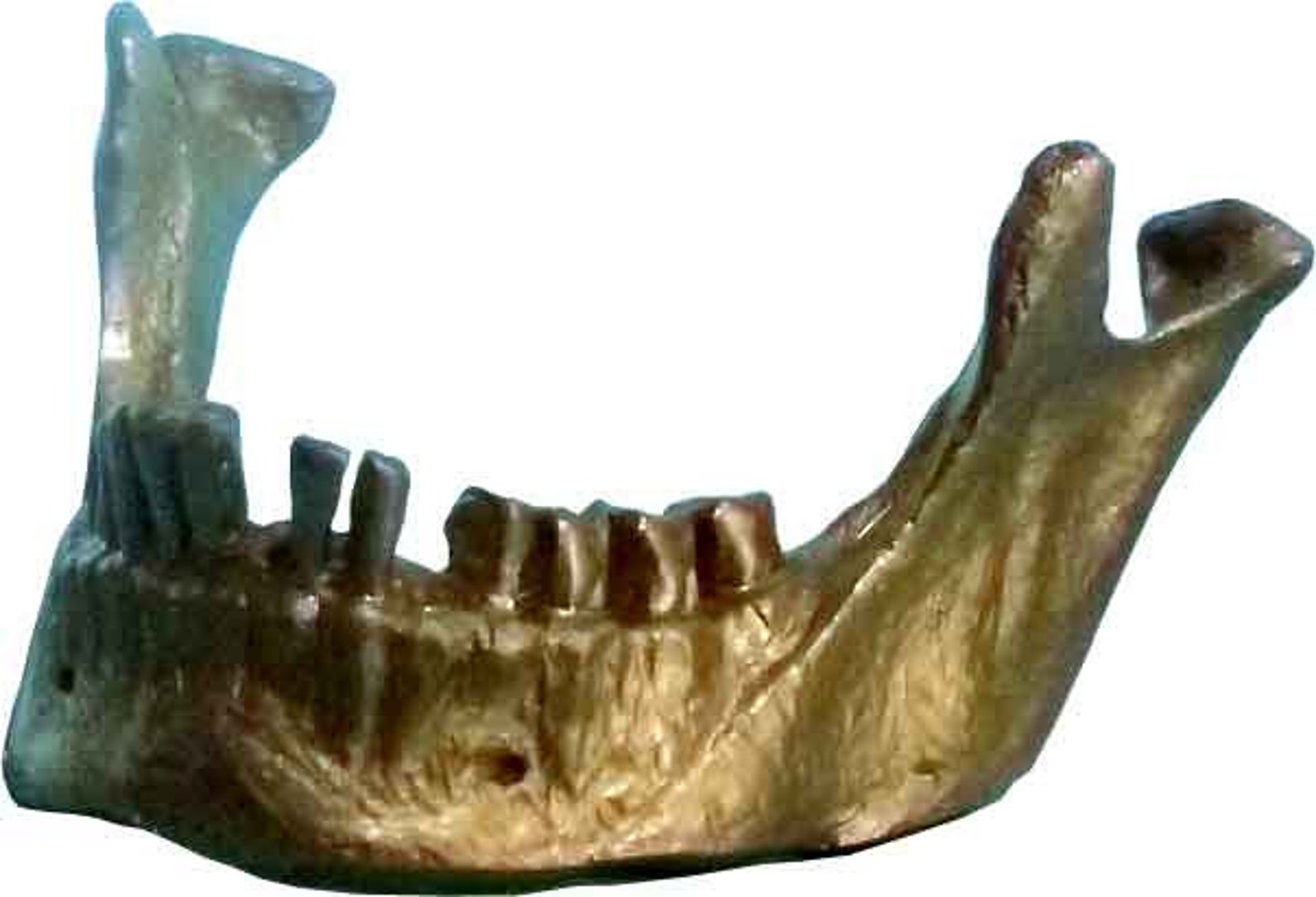 Authentic Human Mandible Jaw Replica Relic Life Size Name - Etsy