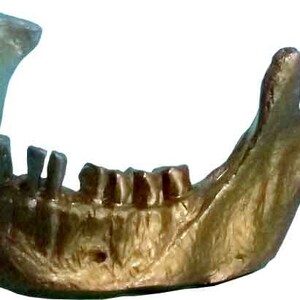Authentic Human Mandible Jaw Replica Relic Life Size Name - Etsy