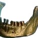 Authentic Human Mandible Jaw Replica Relic Life Size Name - Etsy