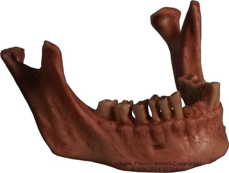 Authentic Human Mandible Jaw Replica Relic Life Size Name - Etsy