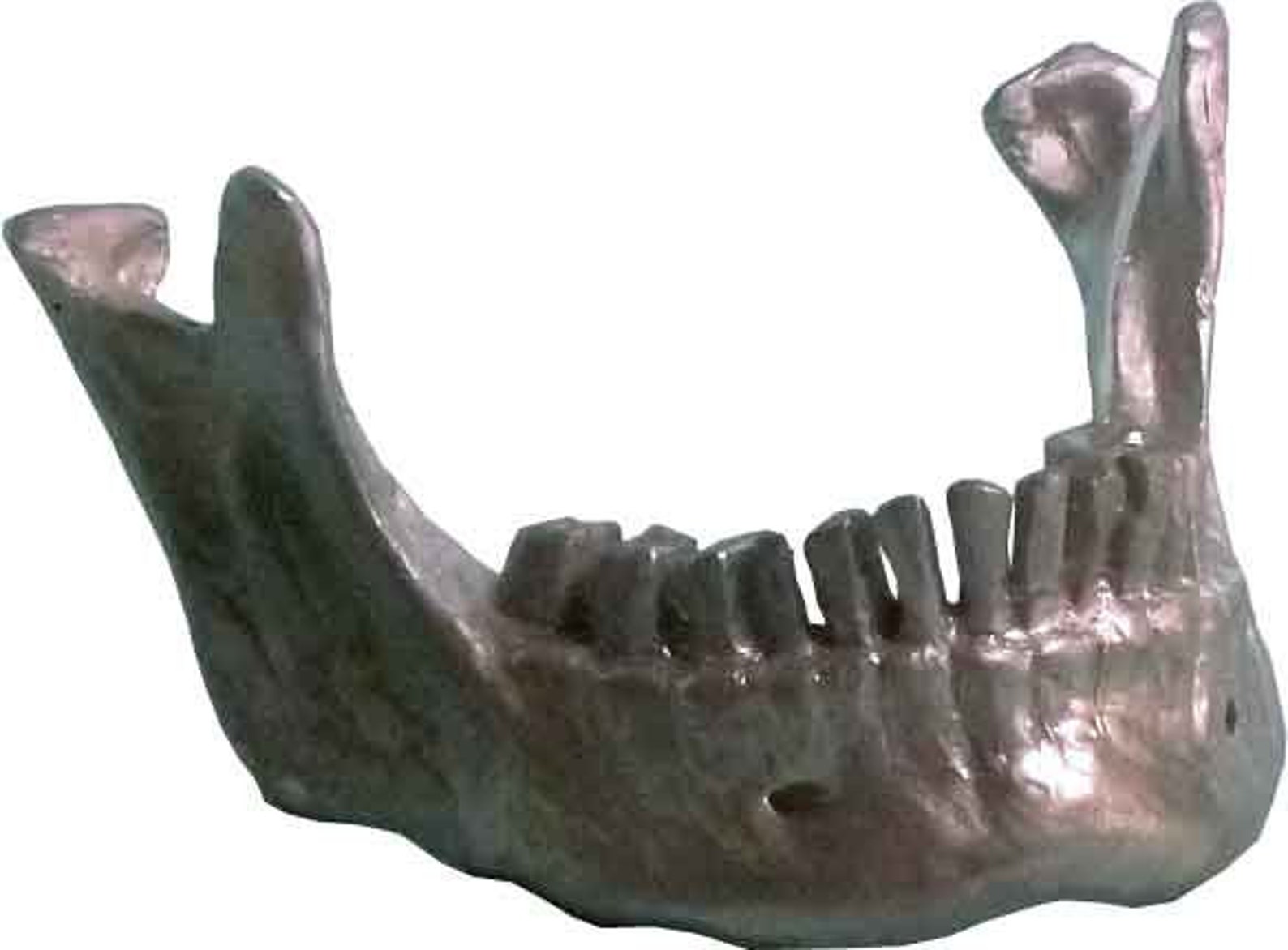 Authentic Human Mandible Jaw Replica Relic Life Size Name - Etsy