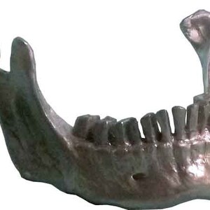 Authentic Human Mandible Jaw Replica Relic Life Size Name - Etsy