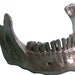 Authentic Human Mandible Jaw Replica Relic Life Size Name - Etsy