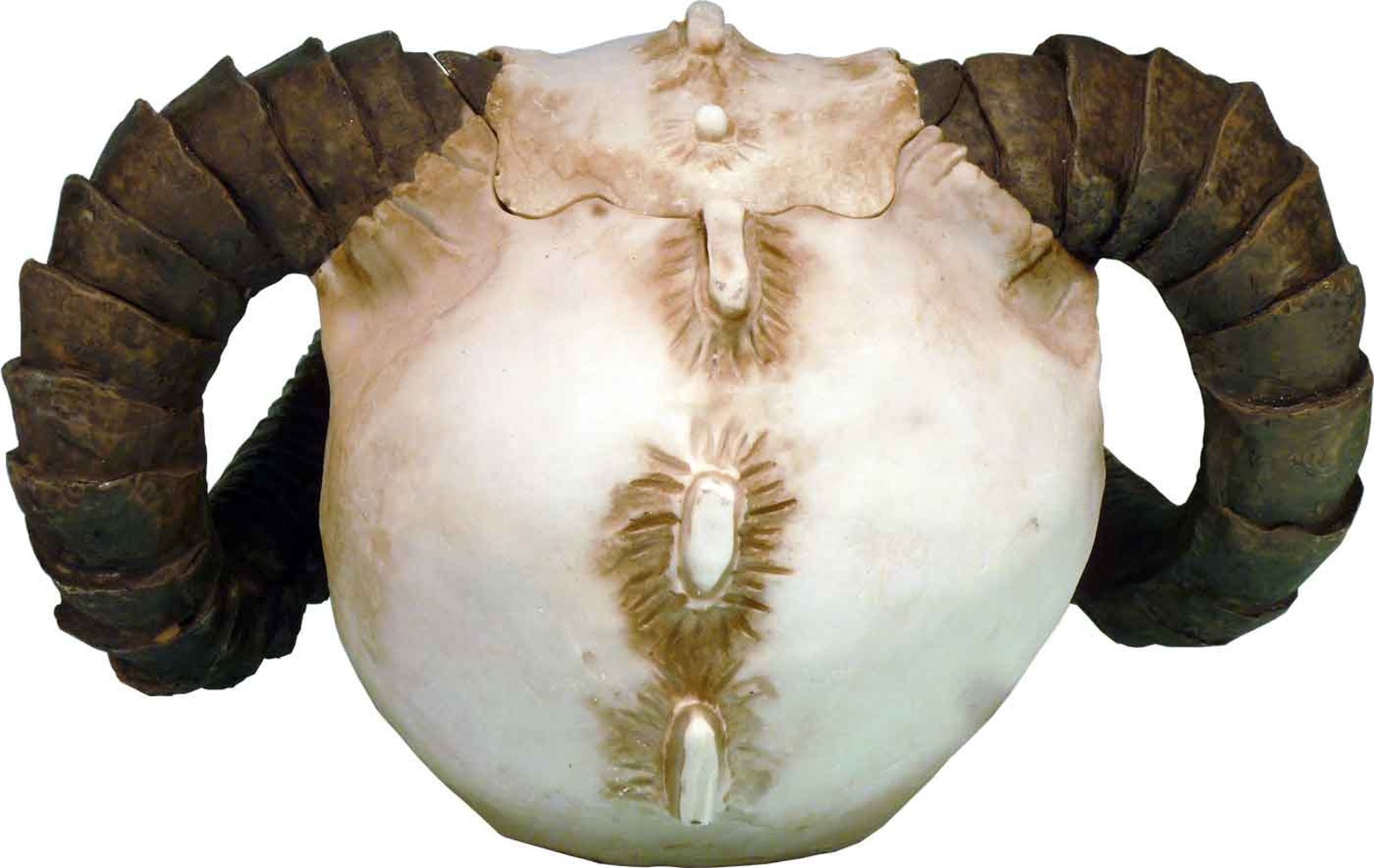 Demon-devil Ram Horned Voodoo Skull Life Size Replica Aged - Etsy