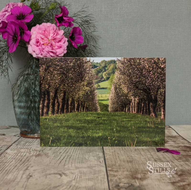 Orchard Photographic Card Apple Tree Photo Card Apple - Etsy