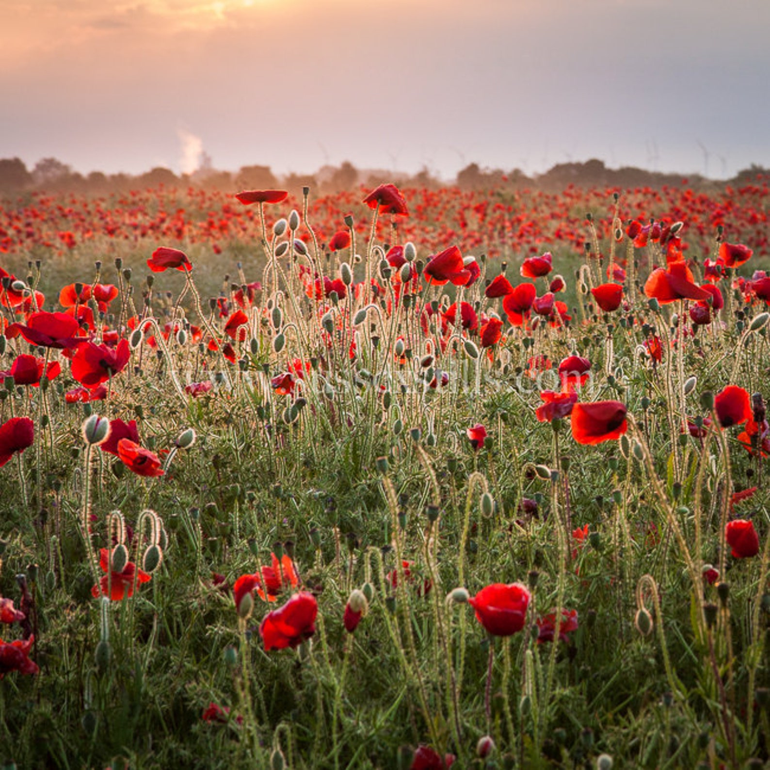 Red Poppies Fine-art Photographic Greeting Card - Red Poppy Photo Card ...