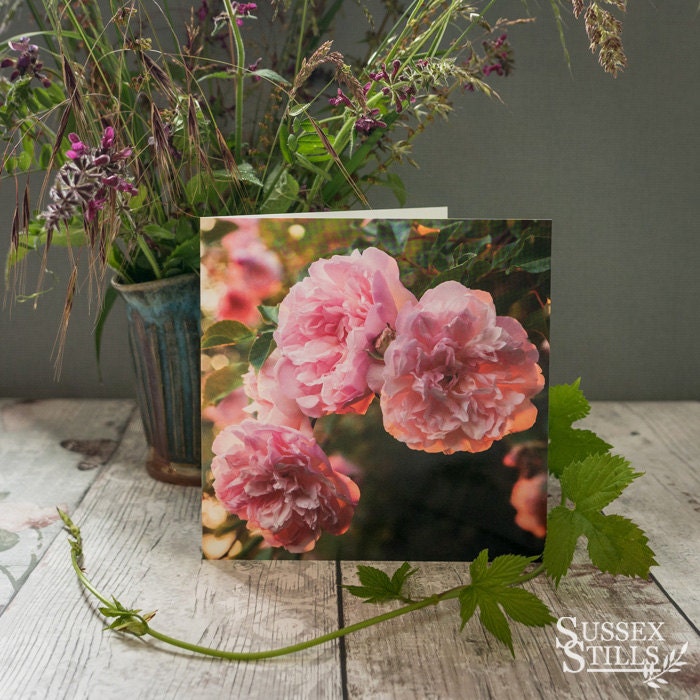 Rose Fine-art Photographic Card Pink Roses Photography Rosa Cecile ...