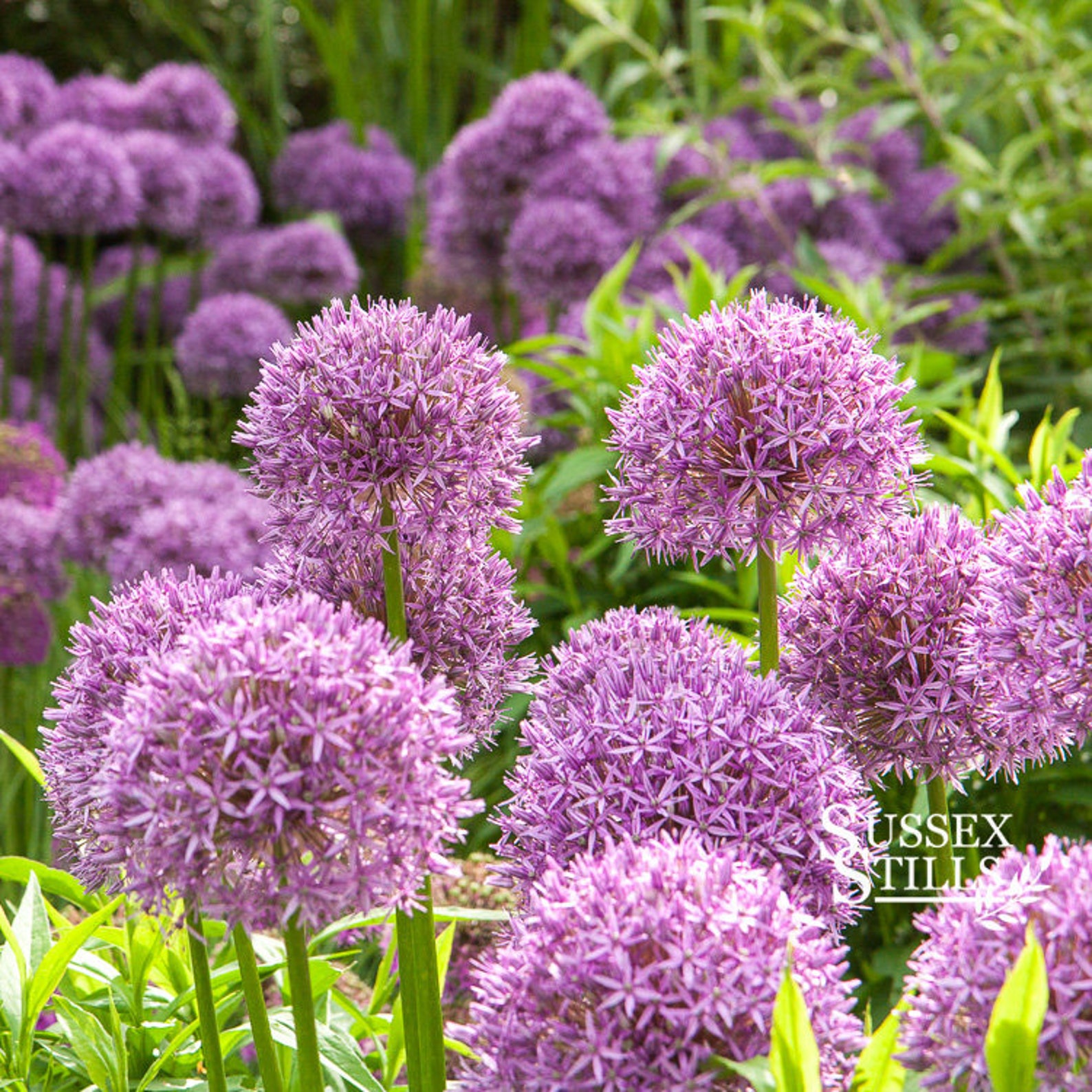 Allium Fine Art Photographic Greeting Card Allium Flower | Etsy